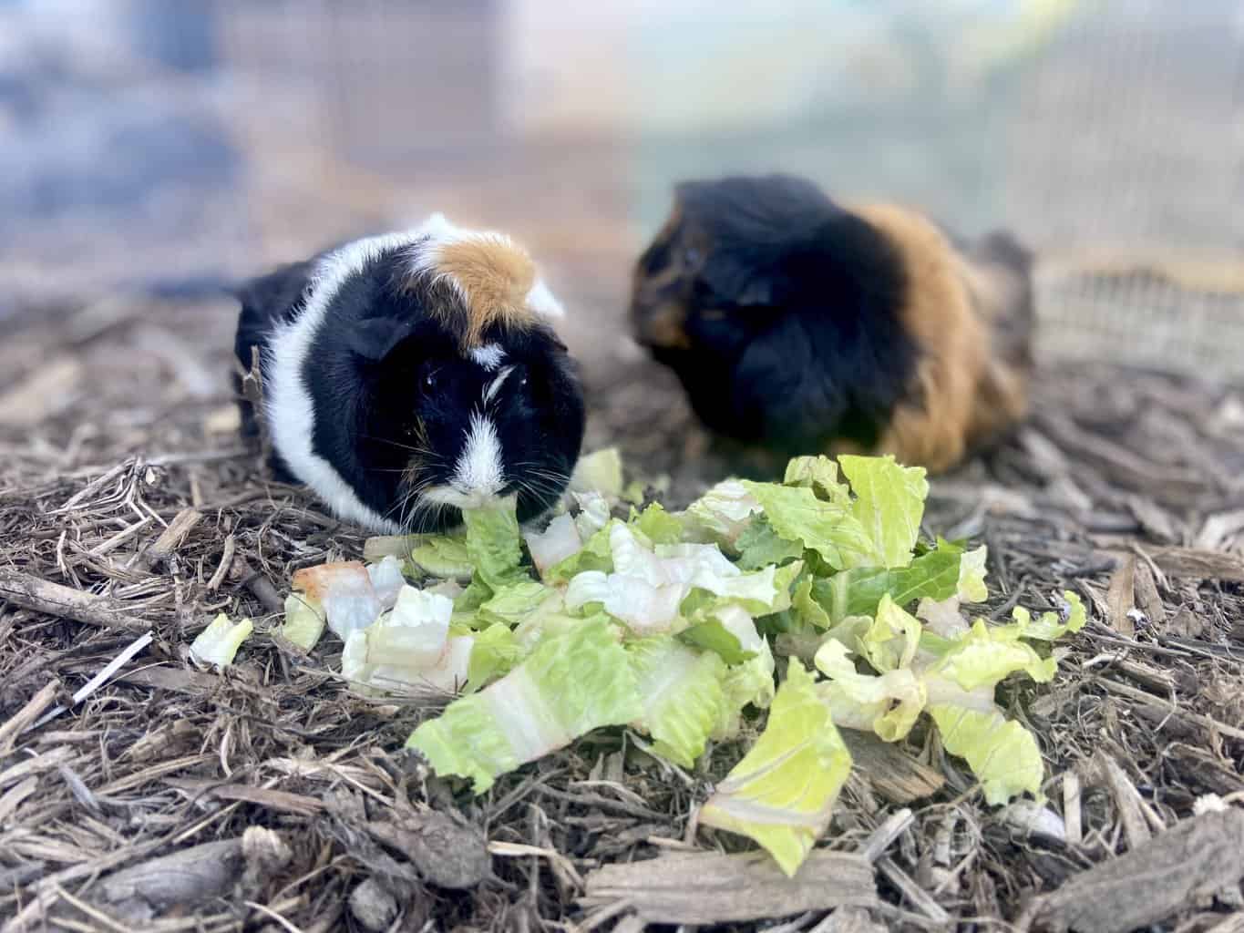 Can Guinea Pigs Eat Spring Mix? | Guinea Pig HQ