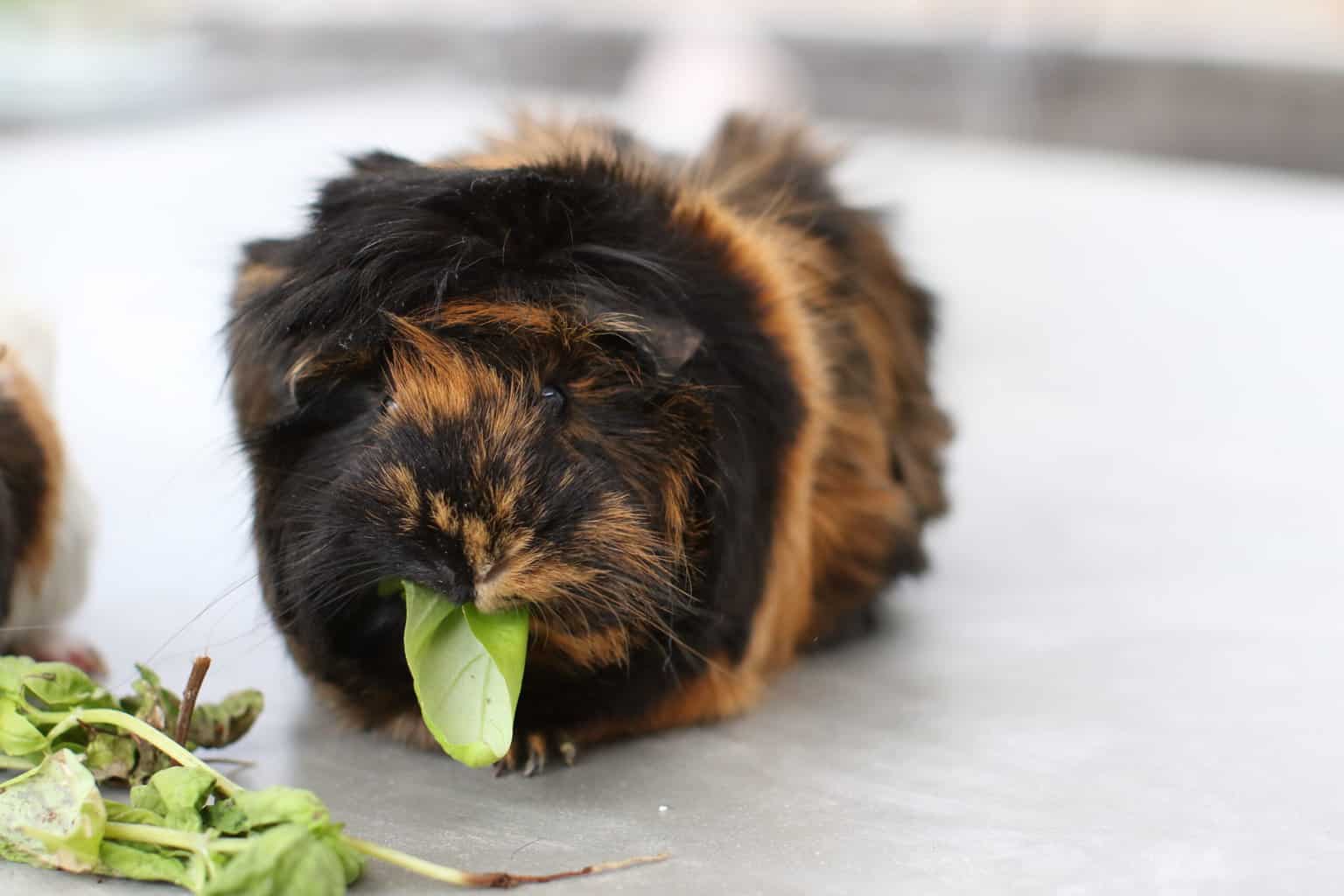 Spring Onion Leaves Guinea Pigs at Janice Bottorff blog